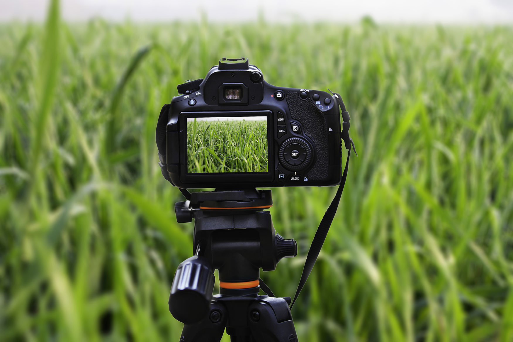 Dans les coulisses des marques d'aucy & Cocotine | d'aucy foodservice